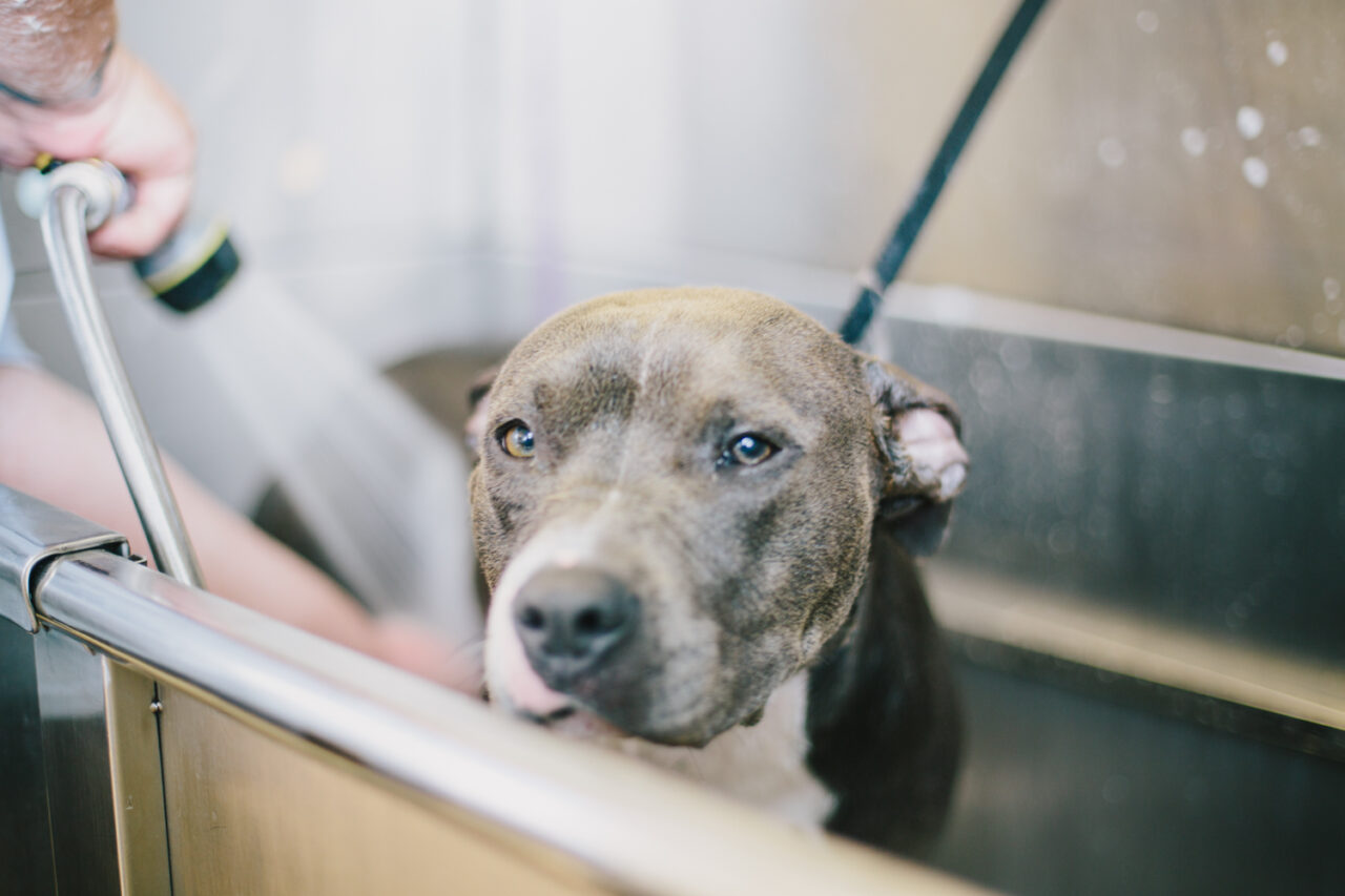 Professional Dog Grooming in King of Prussia - Perfect Pooch