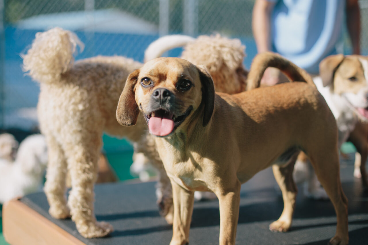 Professional Dog Grooming in King of Prussia - Perfect Pooch